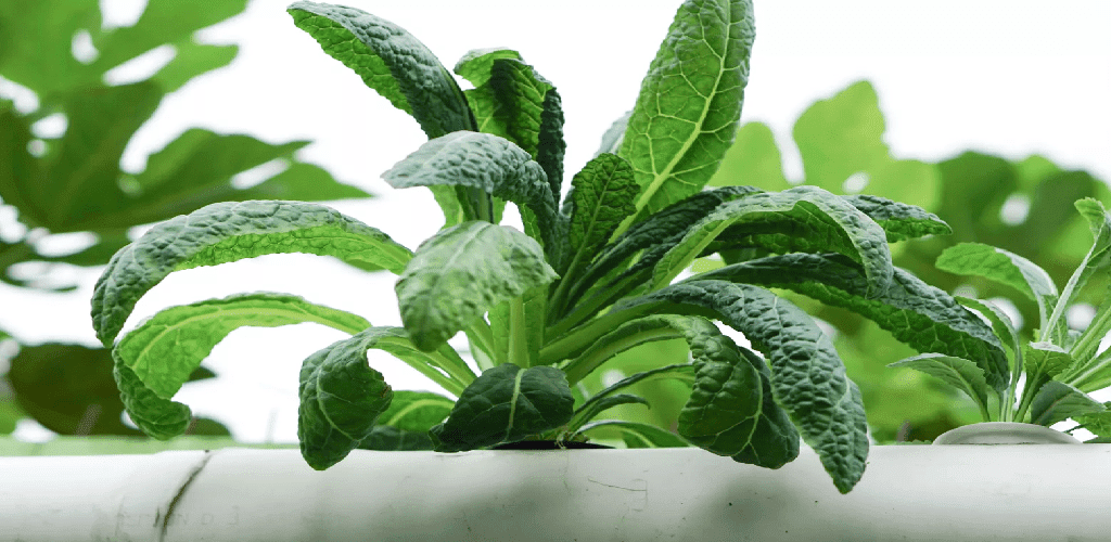 The Importance of Green Light for Plants - Unveiling the Role of LED ...