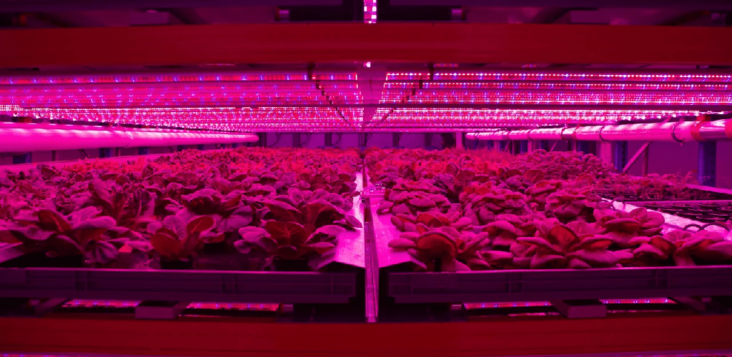 Unraveling the Absorption Theory: Exploring Leaves and Leaf Structure