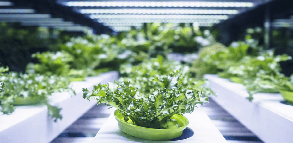 Understanding PAR, PPF, PPFD, DLI, and LUX: Key Units for Horticulture Lighting