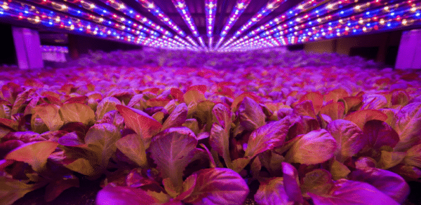 Understanding the McCree Curve: Optimizing Light Spectrum for Plant Growth