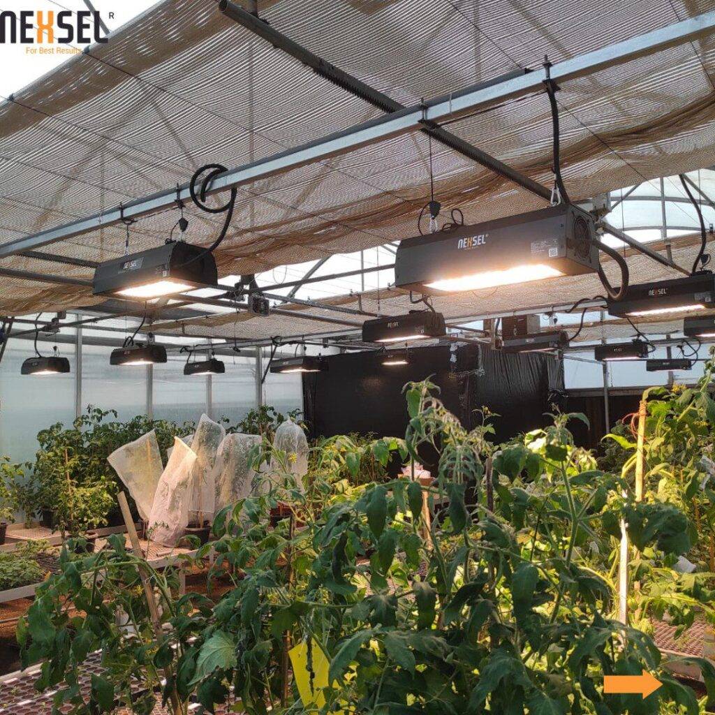 Significance of Supplemental Lighting - Nexsel