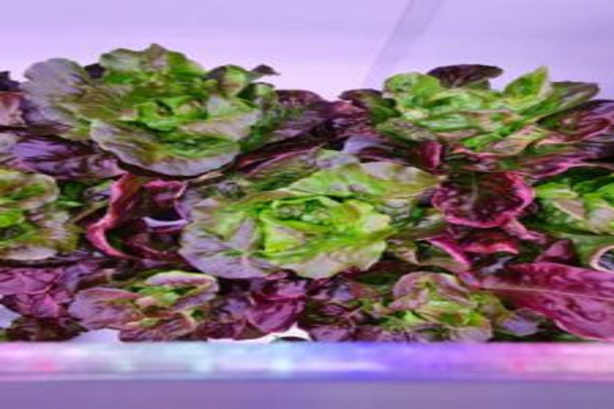 Product page - Nexsel