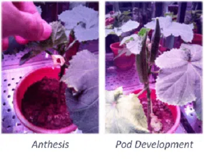 Speed Breeding of Short-Day Crop Okra: Revolutionizing Variety Development