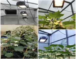 Nexsel Speed Breeding Solutions: Elevate Plant Breeding Efficiency