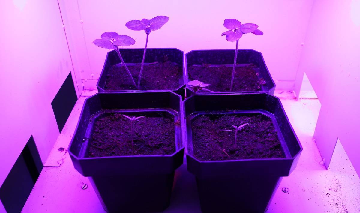 Leading LED Plant Grow Lights & Hydroponics Solution Provider in India