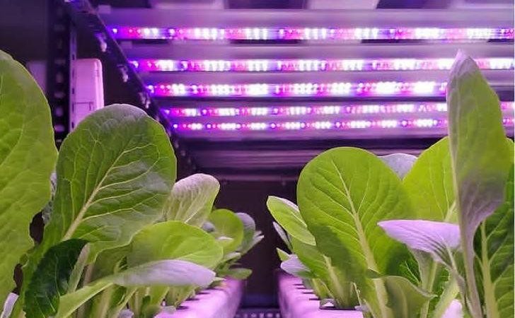 LED Grow Light Installation Guidance For Customer Use | Nexsel
